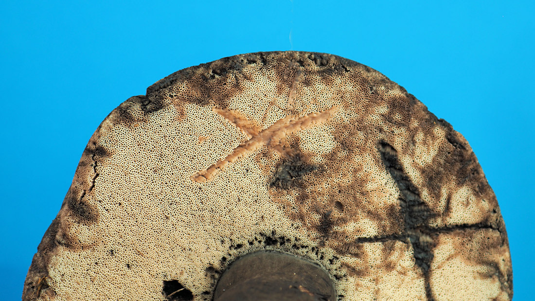 オオクロニガイグチ（Tylopilus alboater） | きのこ、野鳥、登山など観察情報