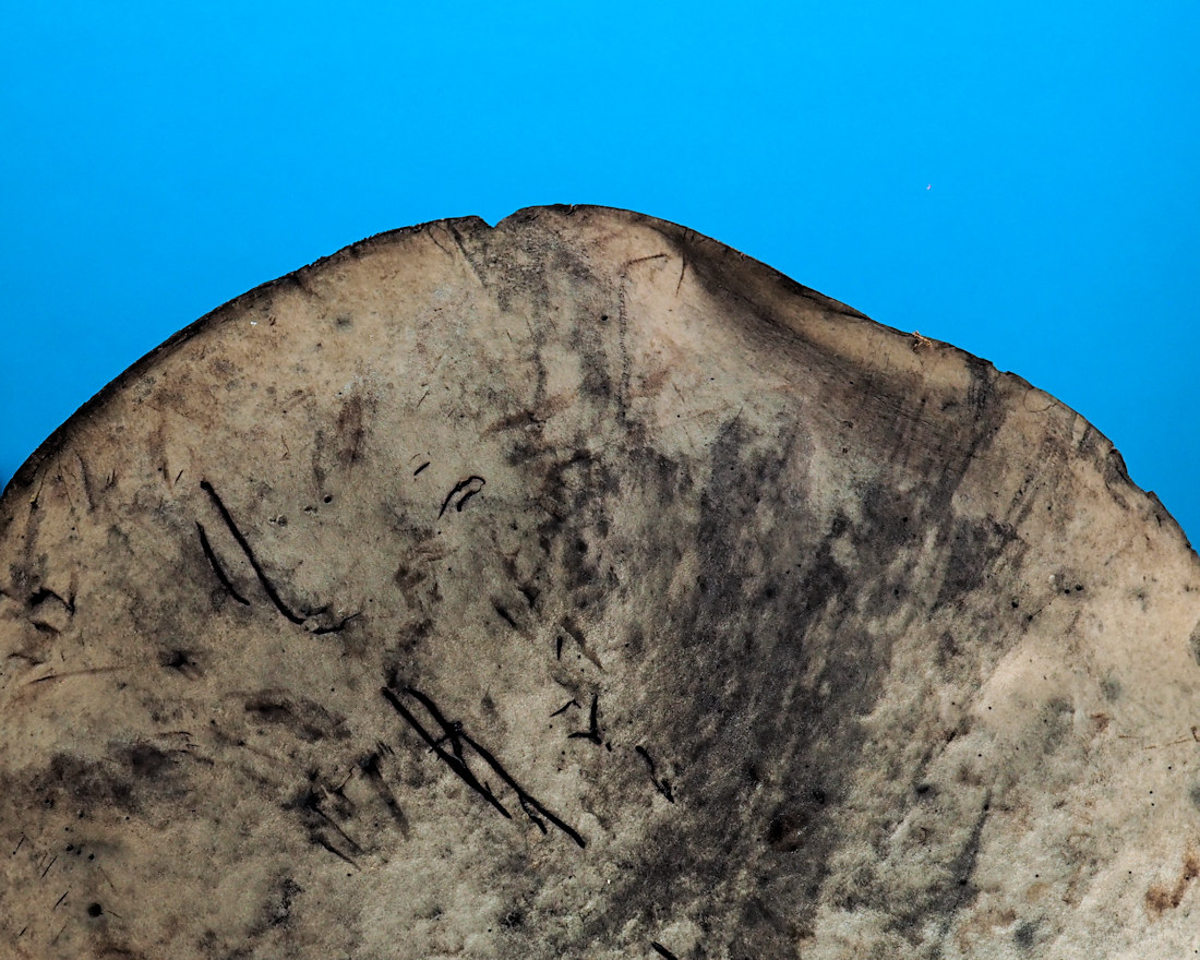 オオクロニガイグチ（Tylopilus alboater） | きのこ、野鳥、登山など観察情報