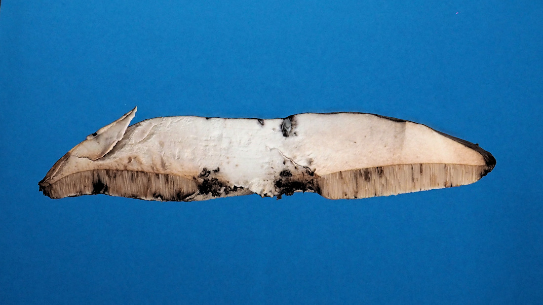 オオクロニガイグチ（Tylopilus alboater） | きのこ、野鳥、登山など観察情報