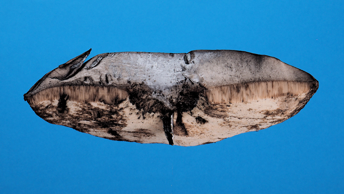 オオクロニガイグチ（Tylopilus alboater） | きのこ、野鳥、登山など観察情報