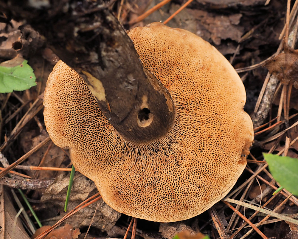 オオミノクロアワタケ(Retiboletus fuscus)