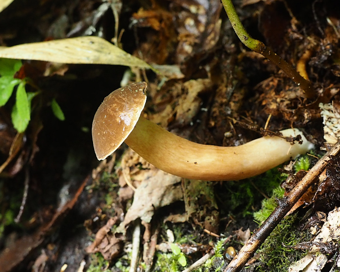 ウツロイイグチ(Xanthoconium affine)