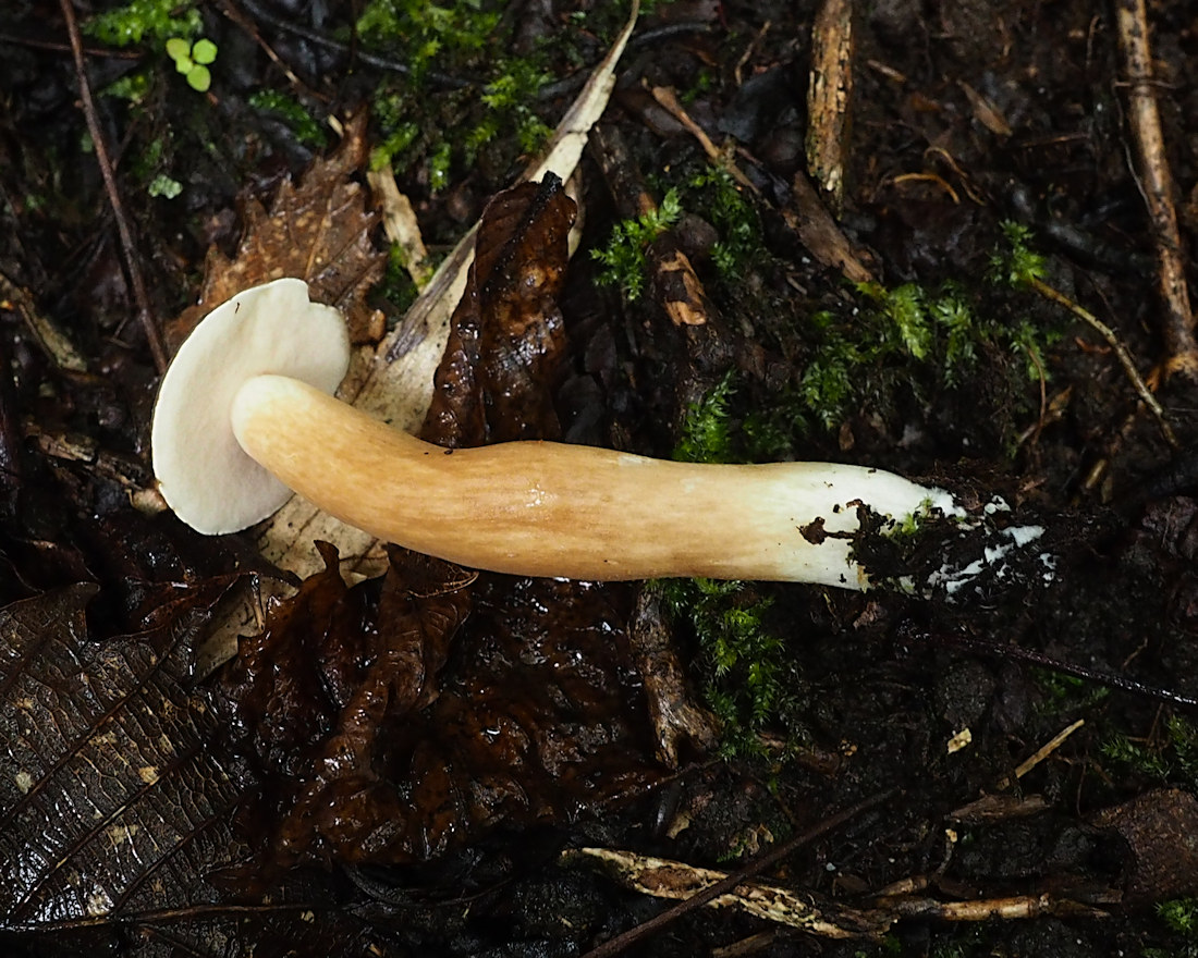 ウツロイイグチ(Xanthoconium affine)