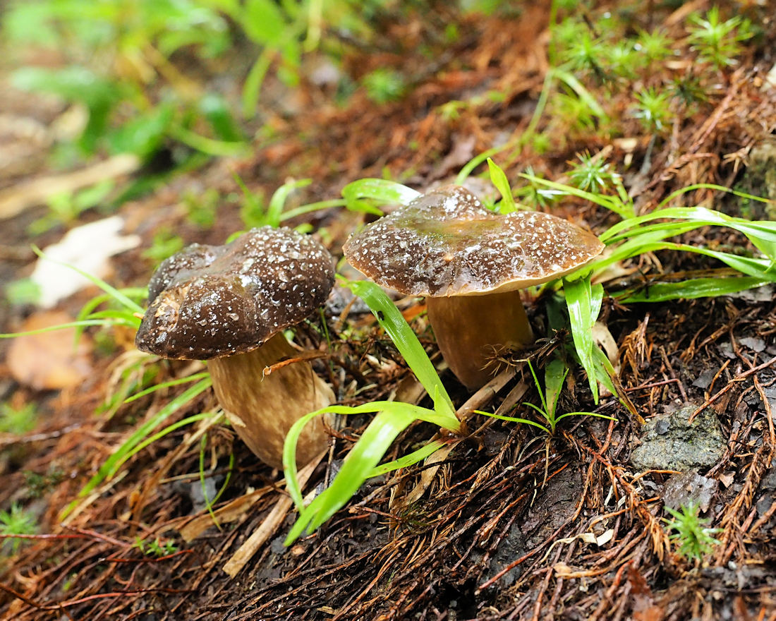 ウツロイイグチ(Xanthoconium affine)