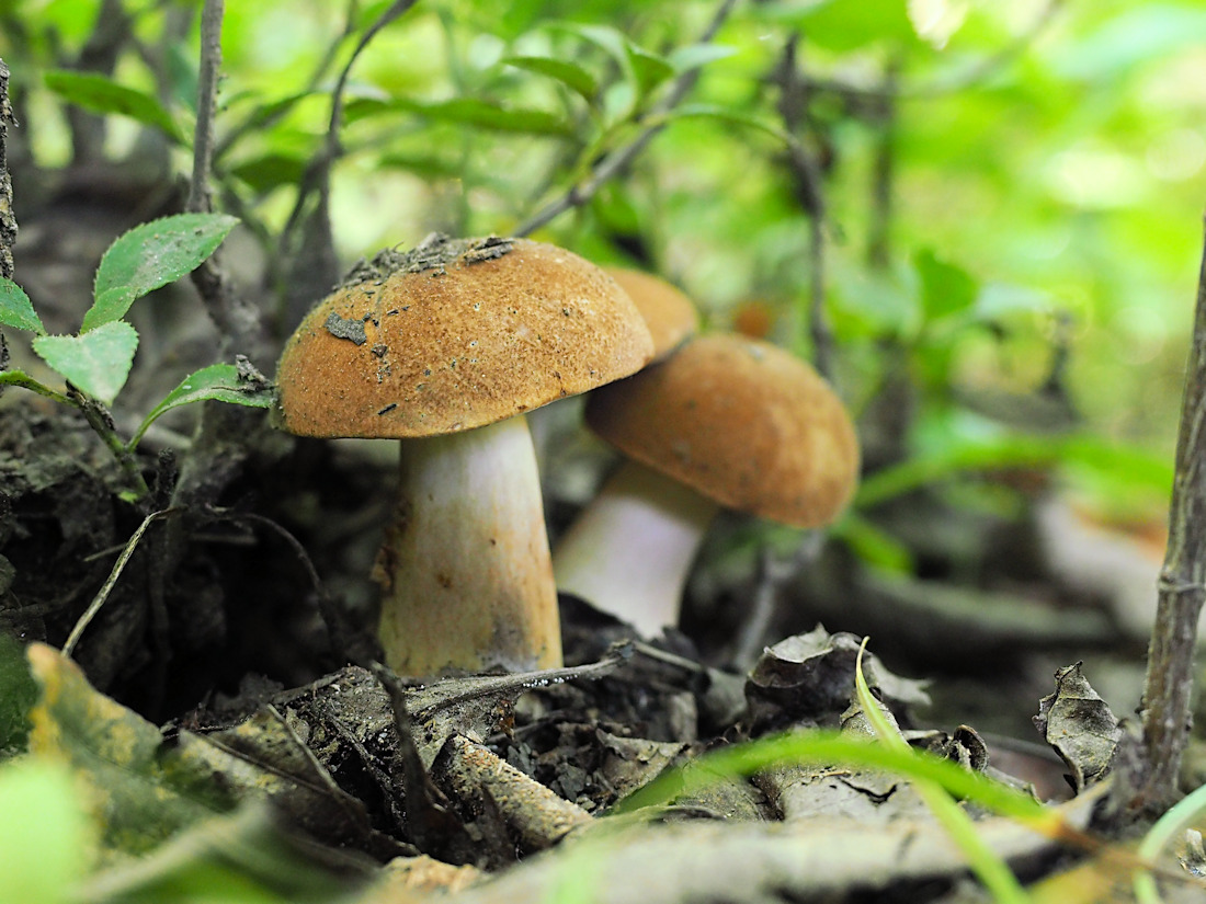 ウツロイイグチ(Xanthoconium affine)