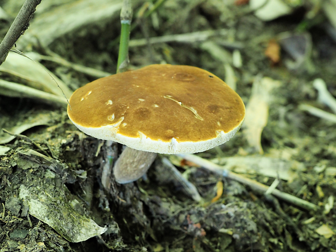 ウツロイイグチ(Xanthoconium affine)