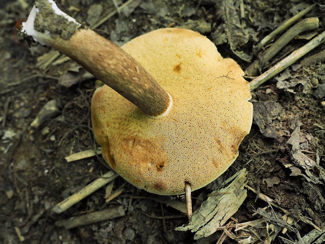 ウツロイイグチ(Xanthoconium affine)