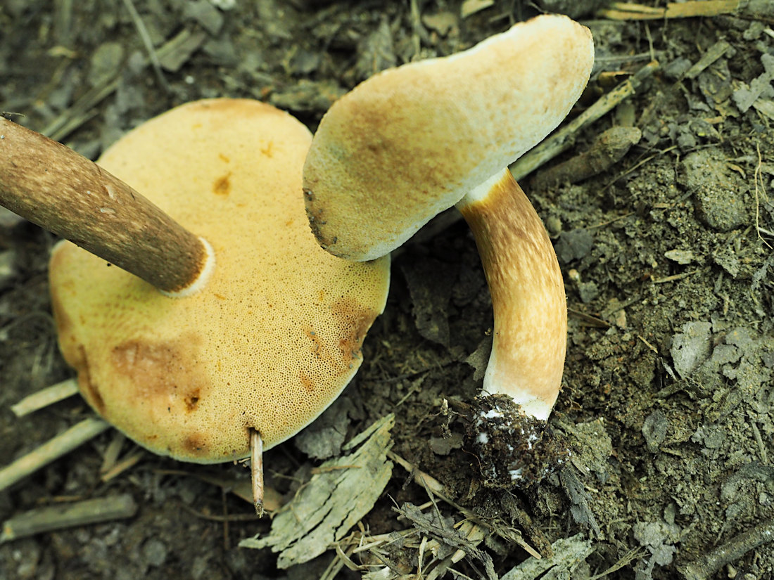 ウツロイイグチ(Xanthoconium affine)