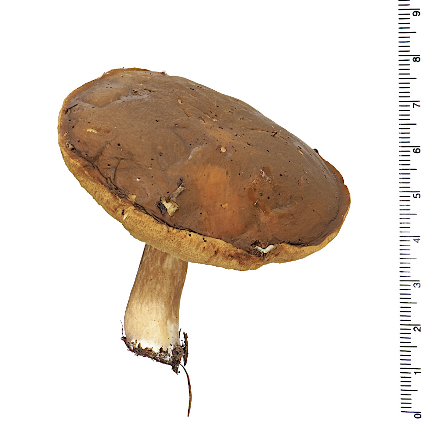 ウツロイイグチ(Xanthoconium affine)