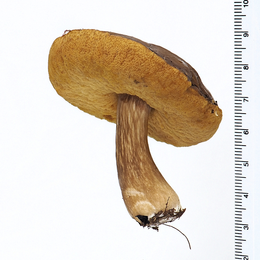 ウツロイイグチ(Xanthoconium affine)