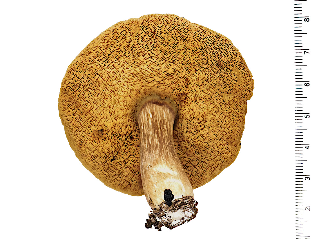 ウツロイイグチ(Xanthoconium affine)